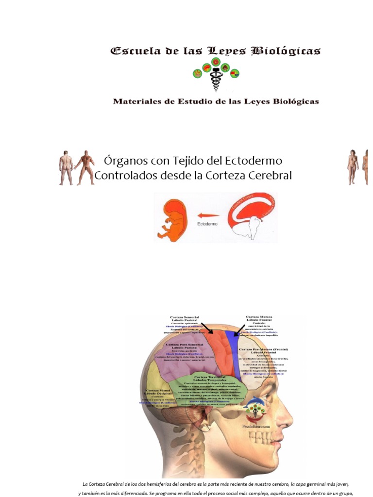 Órganos Con Tejido Del Ectodermo | Percepción visual | Ojo humano