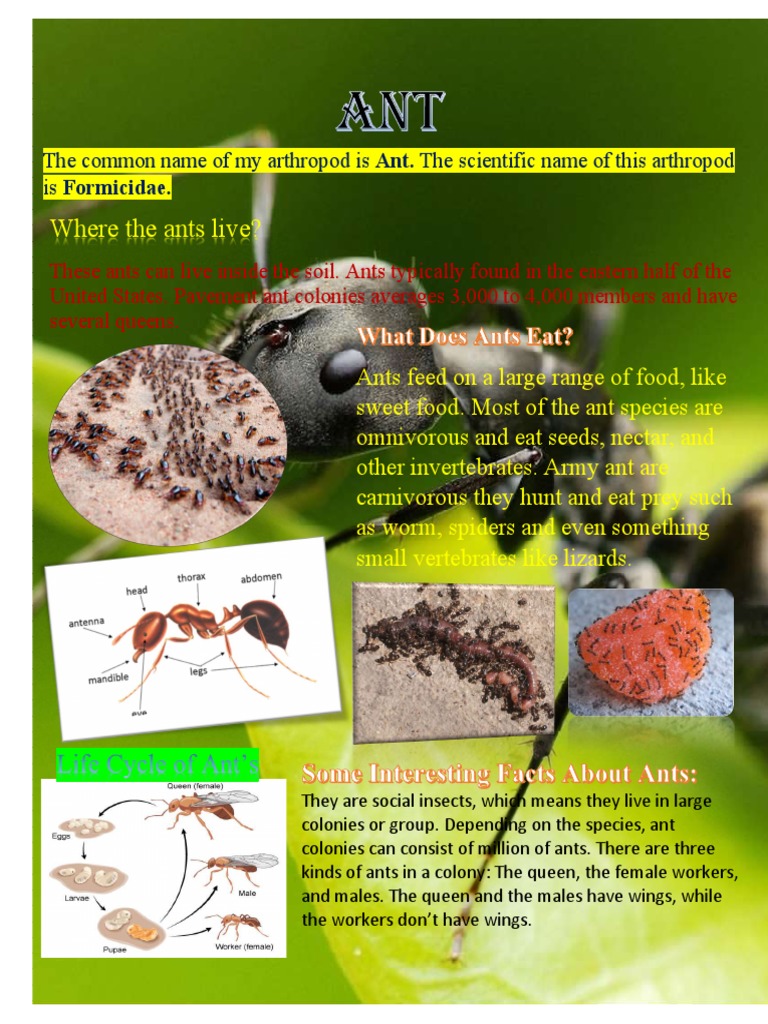 Ant Information For Science Homework | PDF