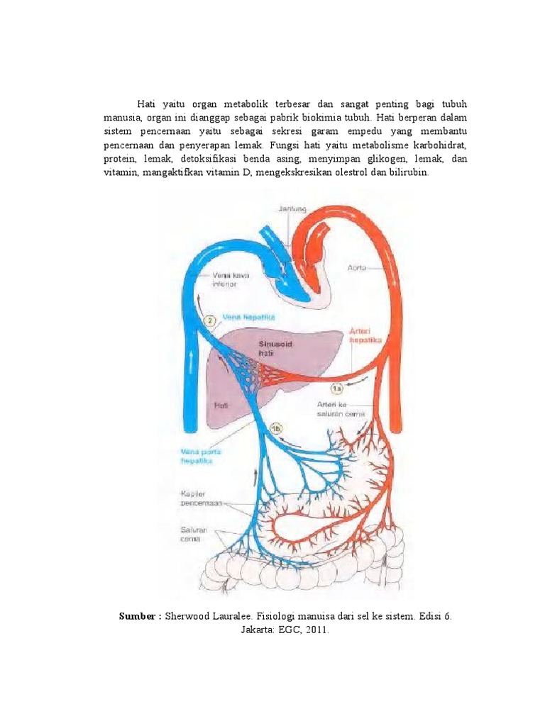 SK 3 Fisiologi Hepar | PDF