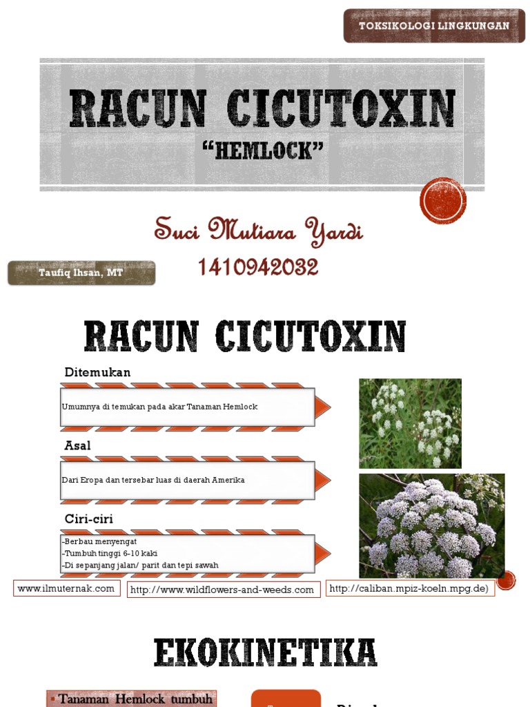 Racun Cicutoxin | PDF