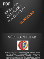 Mapa Conceptual Nucleo | PDF | Nucleo celular | Cromatina
