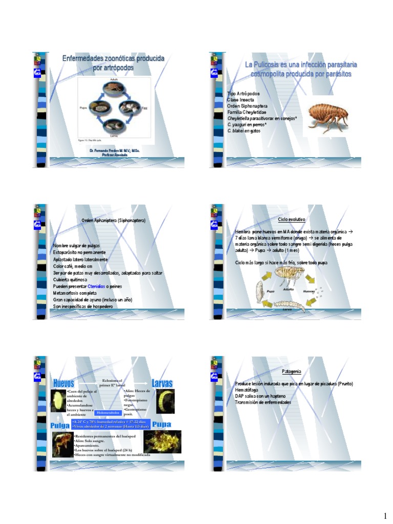 Pulicosis | PDF | Zoología | Animales y humanos
