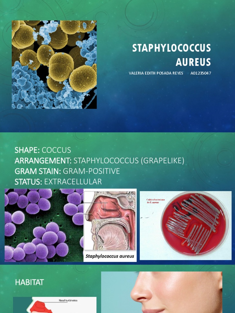 Staphylococcus Aureus Presentación | PDF | Microbiology | Immunology