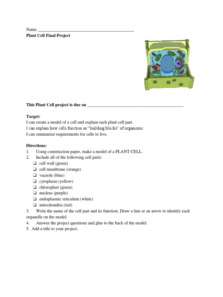 Plant Cell Model Project Guide | PDF | Science & Mathematics