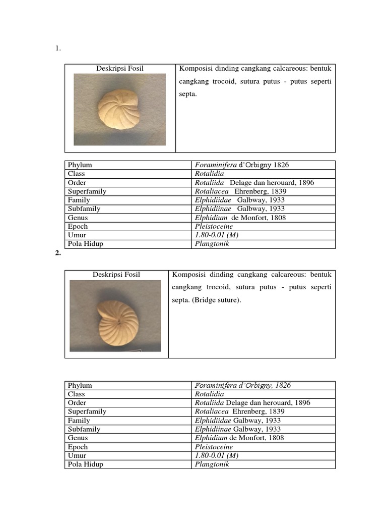 Deskripsi Fosil Foraminifera Elphidium | PDF
