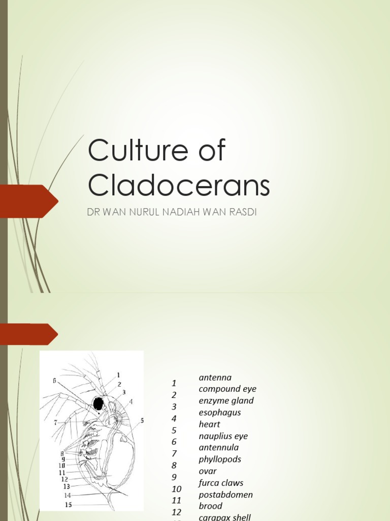 Culture of Cladocerans | PDF | Sexual Reproduction | Fertilizer