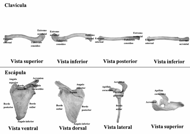 Atlas Clavícula y Escápula | PDF
