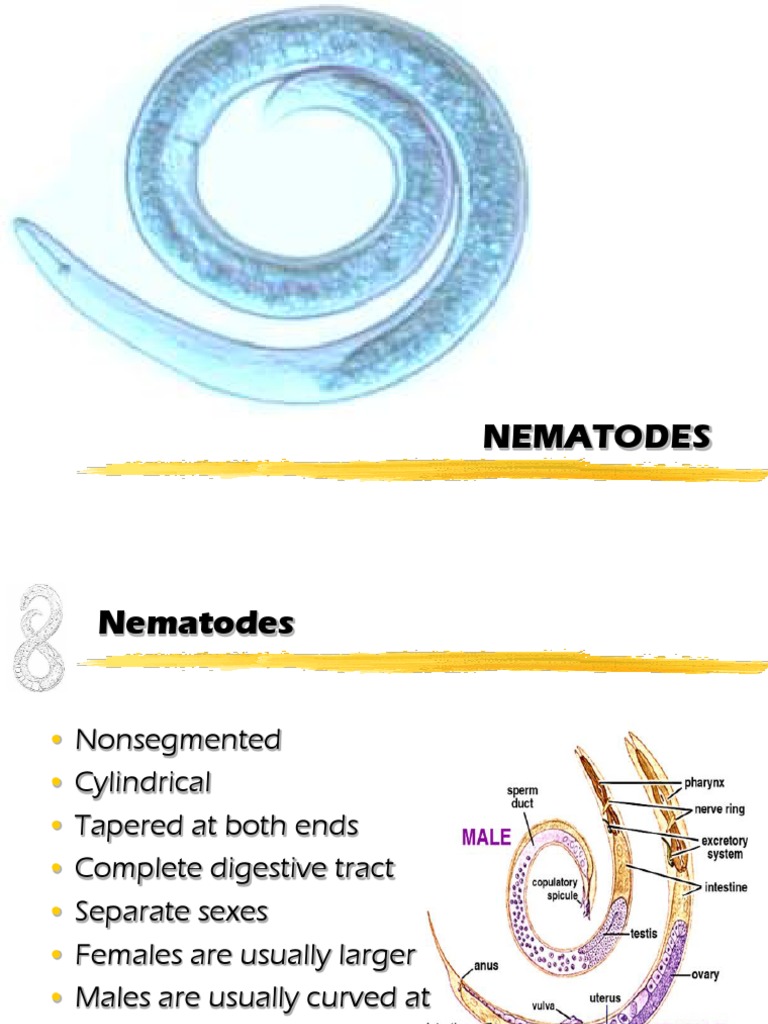 Nematodes | PDF | Veterinary Medicine