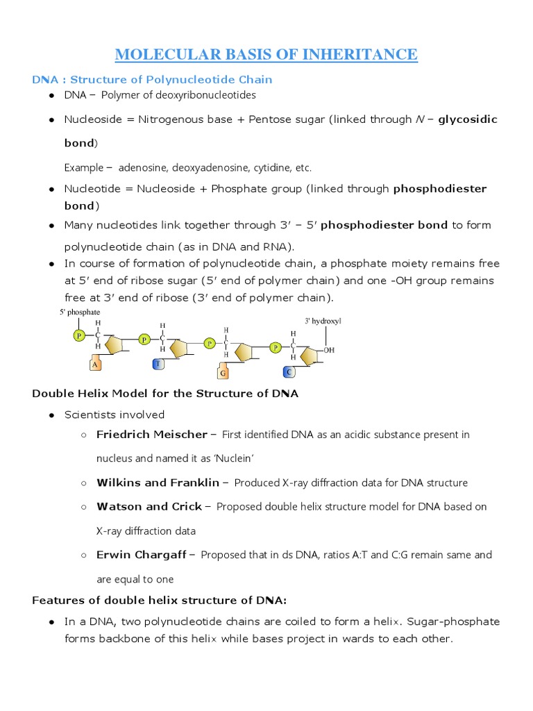 Mol - Basis of Inheritance | PDF | Translation (Biology) | Operon
