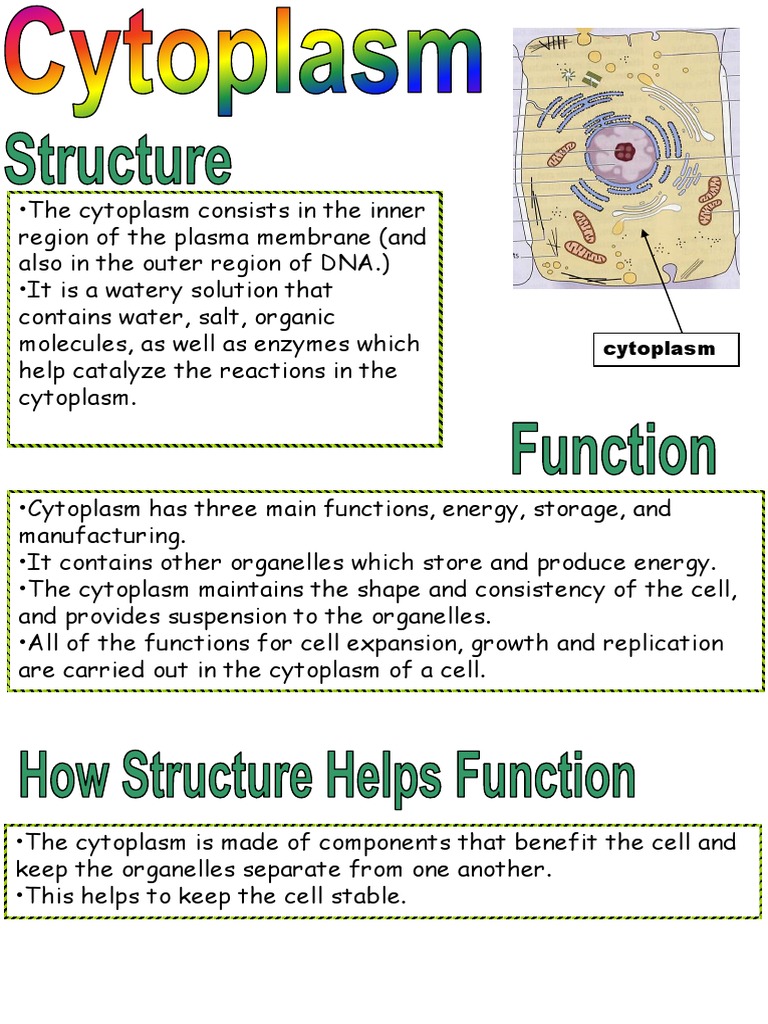 cytoplasm.ppt