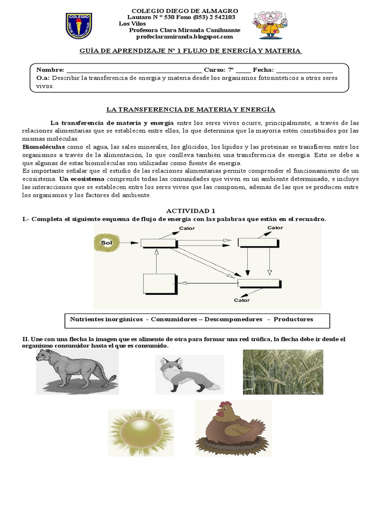 Hoja De Trabajo Sobre El Flujo De Energía En Los Ecosistemas