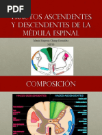 Tracto Rubroespinal | PDF | Cerebro | Neuroanatomía