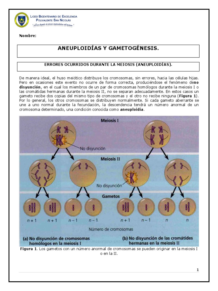 Guia Contenidos Aneuploidías y Gametogenesis | PDF | Mitosis | Sistema reproductivo