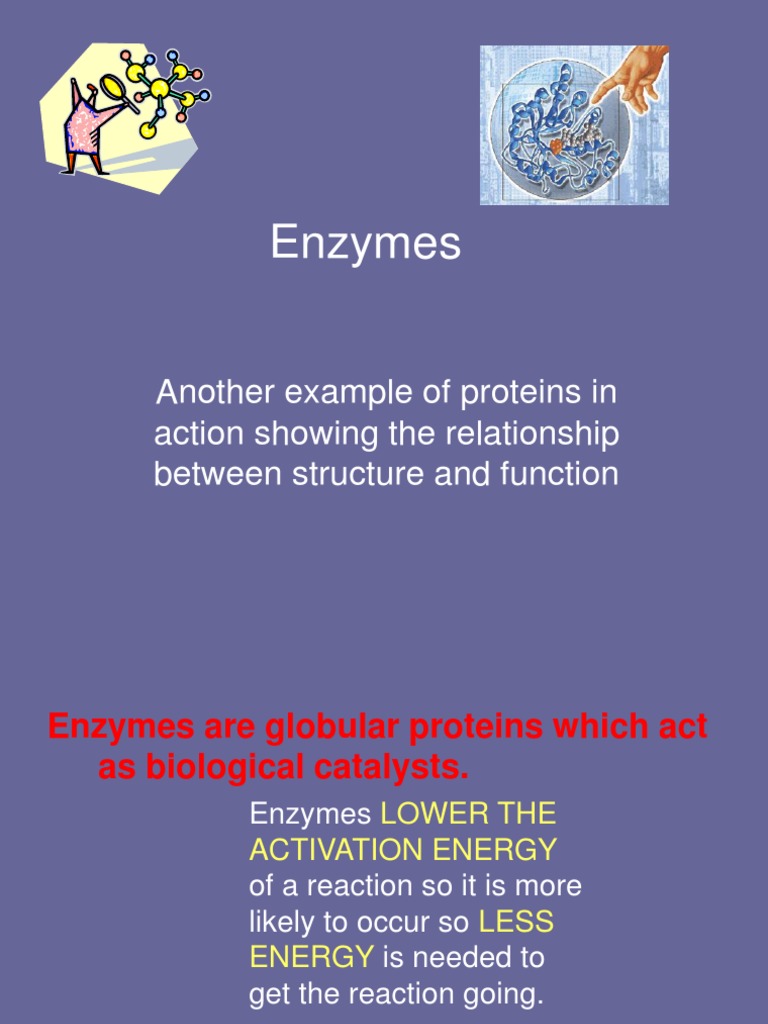 Enzymes: Another Example of Proteins in Action Showing The Relationship ...