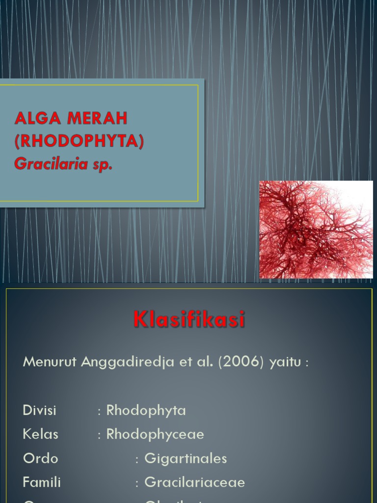 Alga Merah (Rhodophyta) | PDF