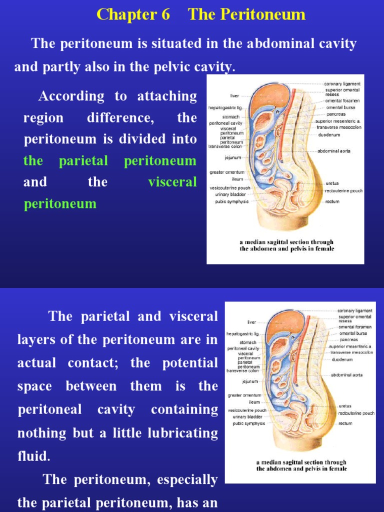 The Peritoneum Is Situated in The Abdominal Cavity and Partly Also in ...
