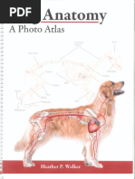 Dog Anatomy and Dissection Guide | PDF