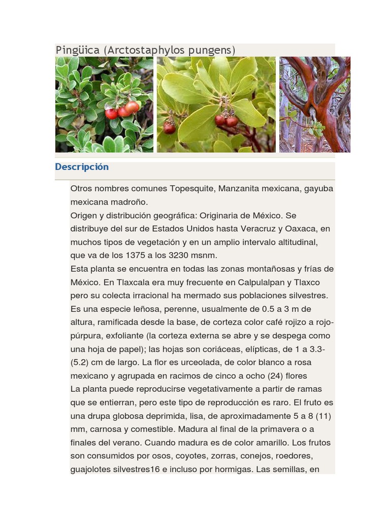 Pingüica (Arctostaphylos pungens): Descripción | Plantas | Enfermedades ...