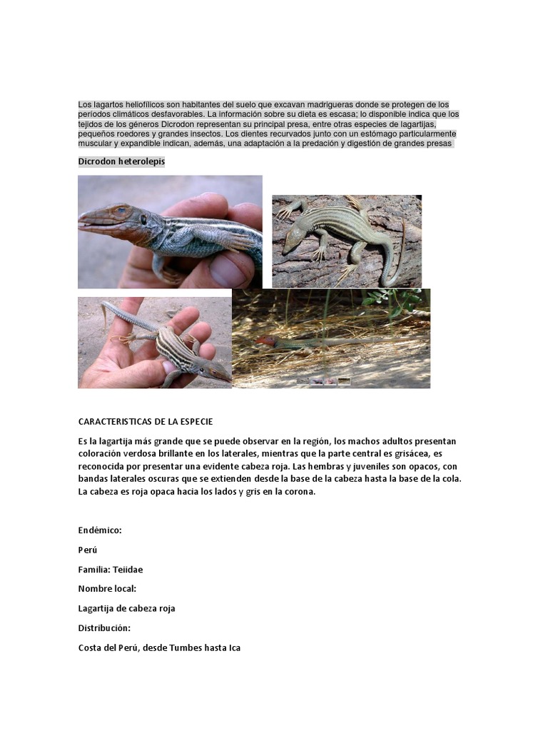D ICRODON | PDF | Reptil | Ecuador