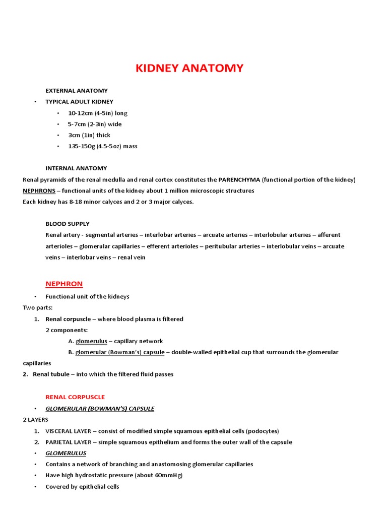 Kidney Anatomy: Nephron | Download Free PDF | Kidney | Renal Function