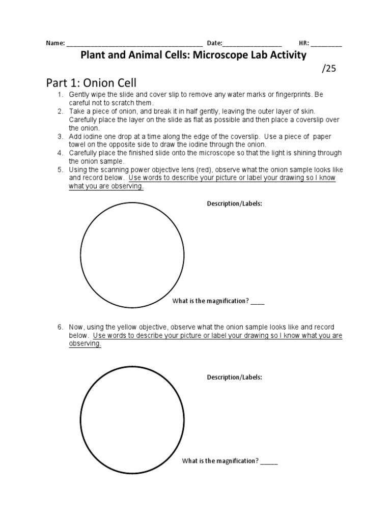 Plant and Animal Cells Lab Guide | PDF | Eukaryotes | Organelle