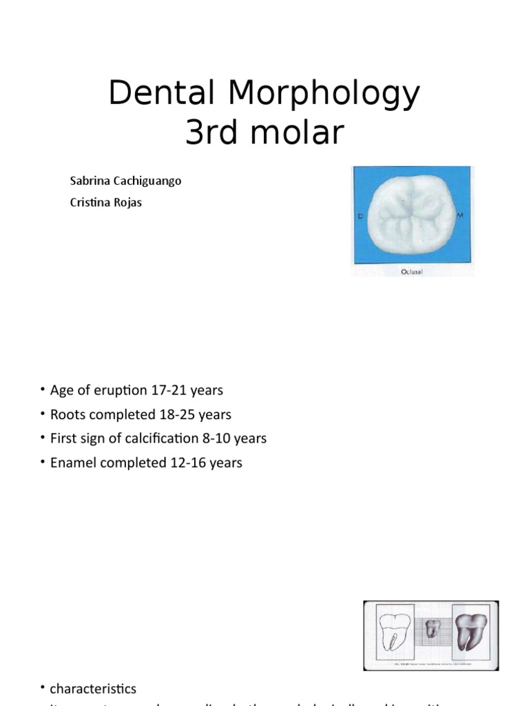 Dental Morphology 3rd Molar: Sabrina Cachiguango Cristina Rojas | PDF ...