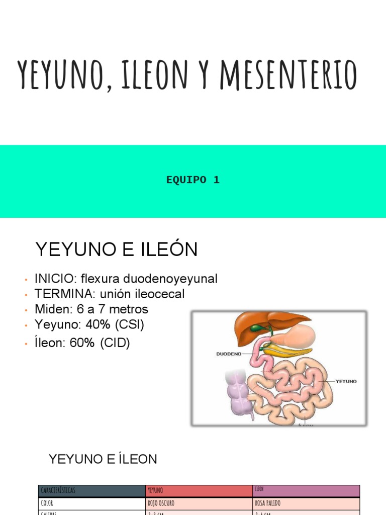 Yeyuno, Ileon y Mesenterio | Intestino delgado | Membrana mucosa