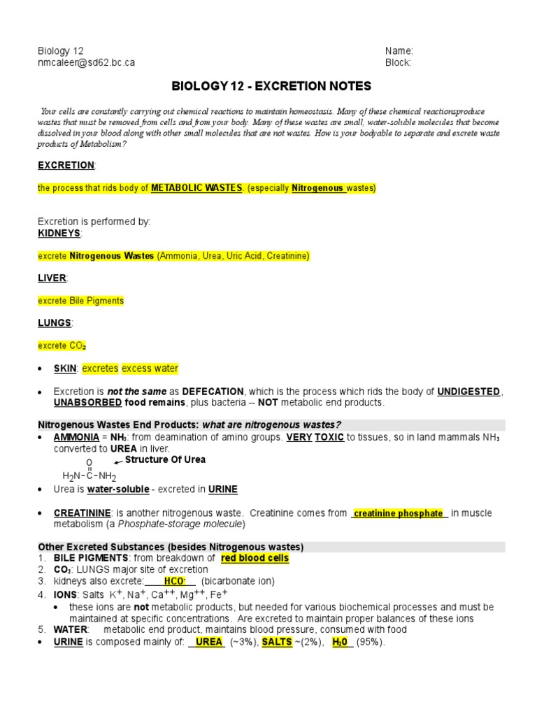 Excretion Processes in Human Biology | PDF | Kidney | Anatomy