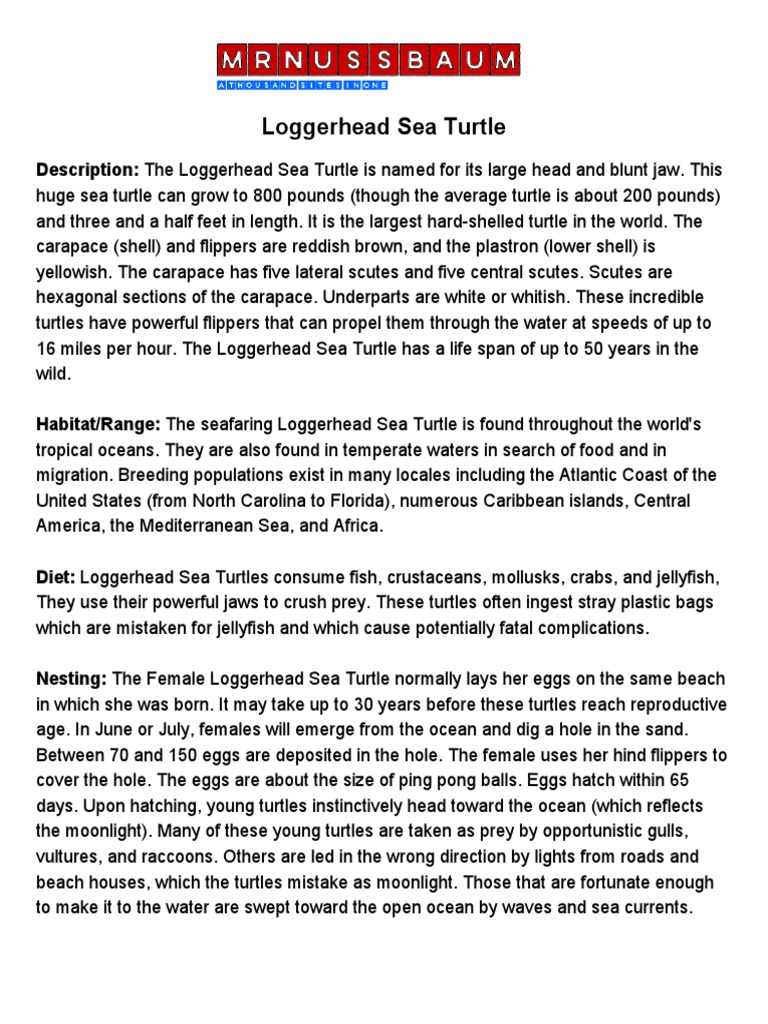 Loggerhead Sea Turtle | PDF | Sea Turtle | Turtle
