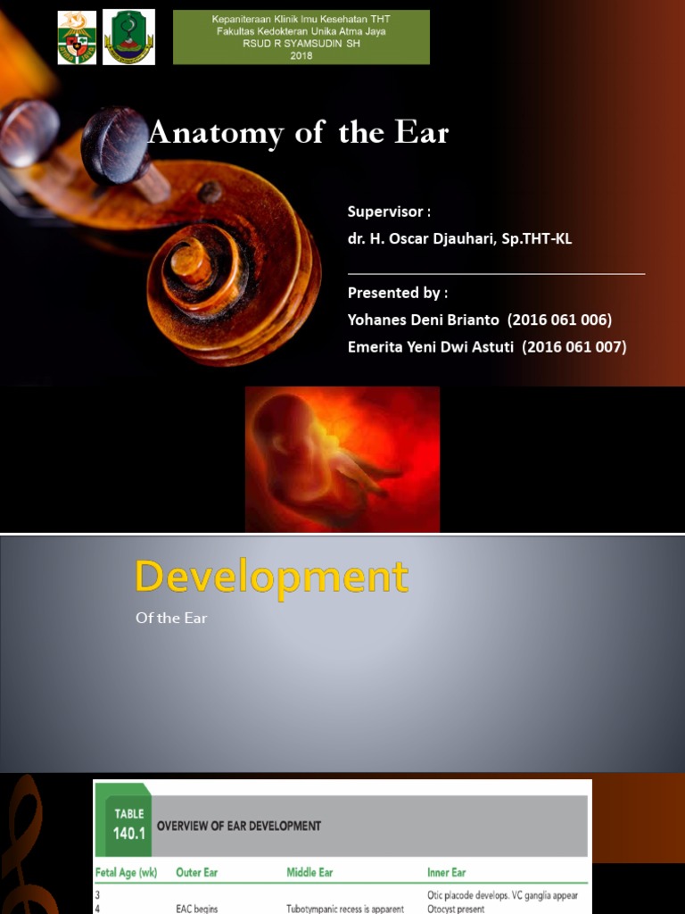 Anatomy of The Ear | PDF | Ear | Auditory System