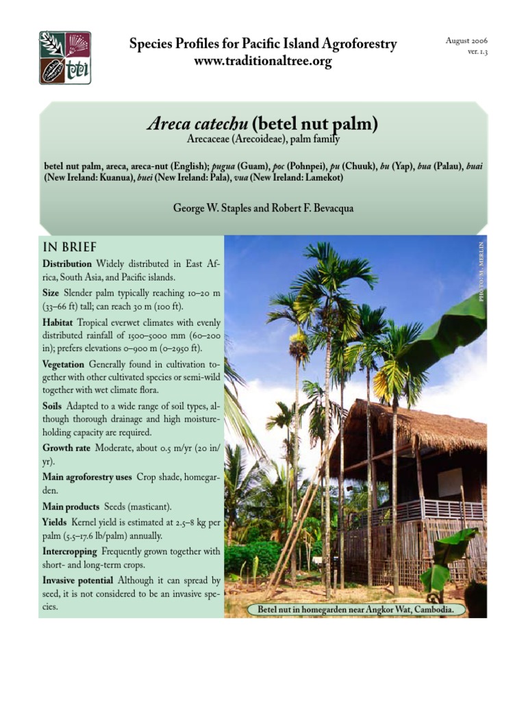 Areca Catechu Betel Nut PDF | PDF | Seed | Plant Nursery