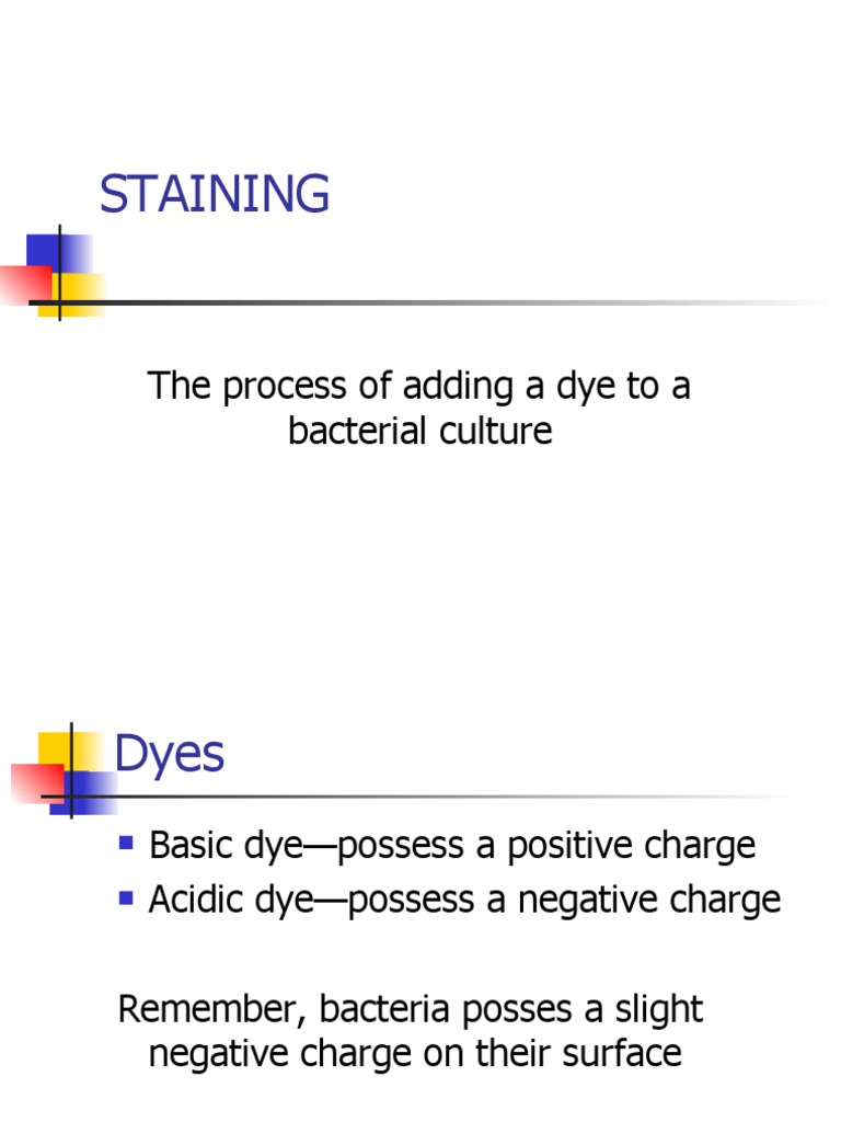 Staining: The Process of Adding A Dye To A Bacterial Culture | PDF