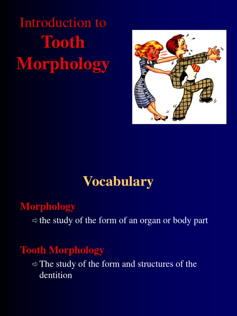 Introduction To: Tooth Morphology | PDF | Tooth | Mouth