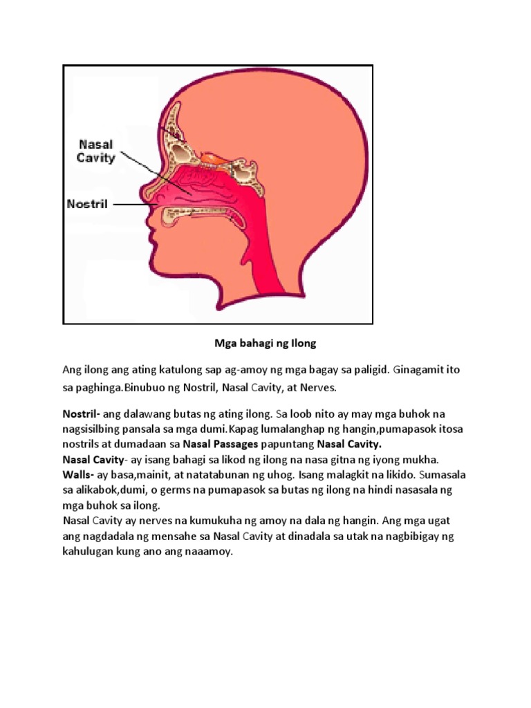 Ilong at Mga Bahagi Nito | PDF