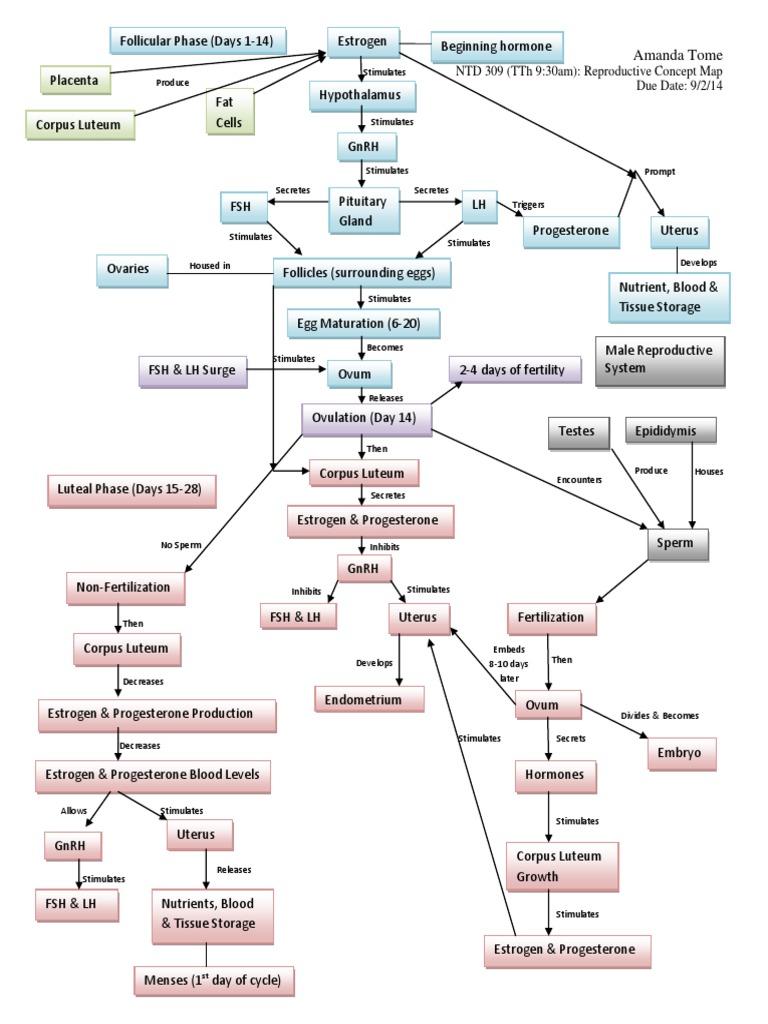 Reproduction Concept Map | PDF | Luteinizing Hormone | Endocrinology
