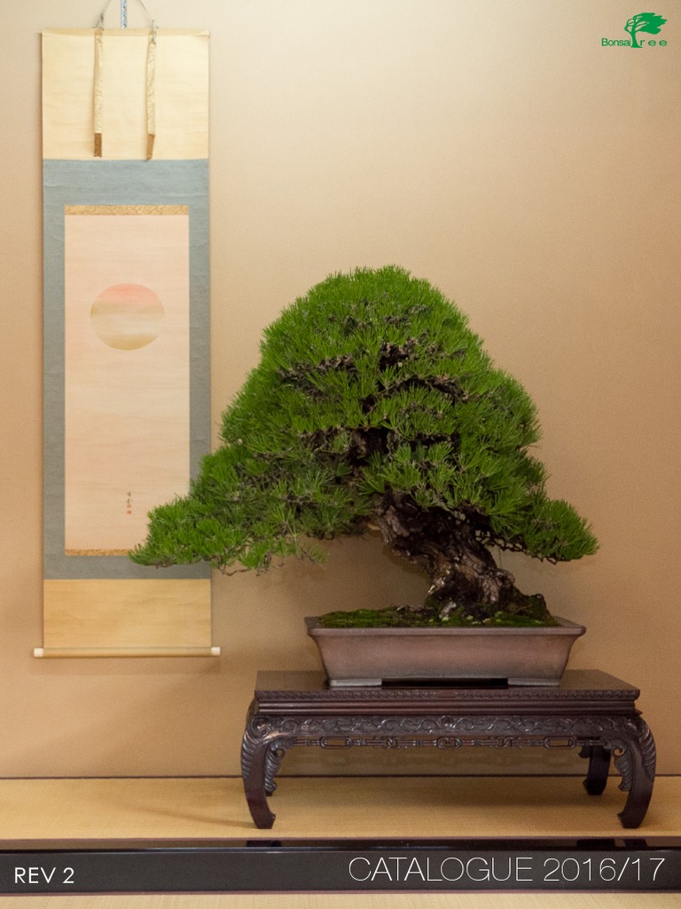 Bonsai Tree High Res Catalogue REV 2 | PDF | Bonsai | Trees
