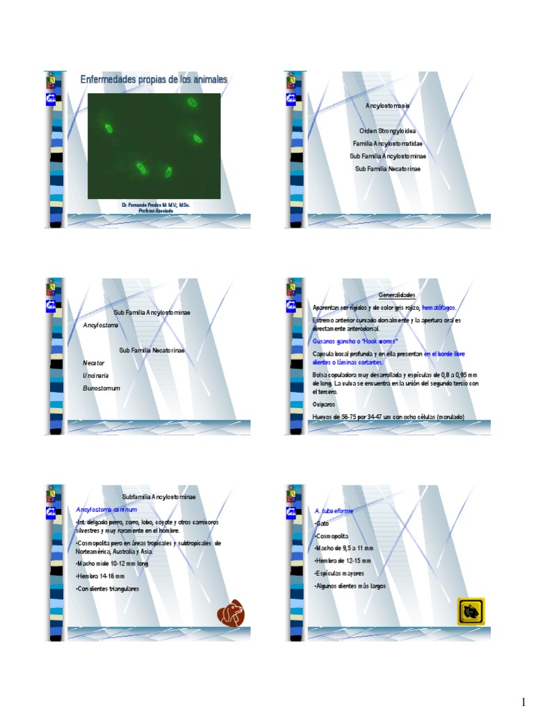 Ancylostomosis y Bunostomum PDF | PDF | Diarrea | Especialidades Medicas