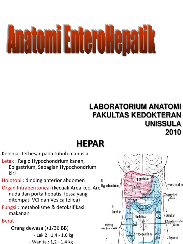 Anatomi Hepar, Lien | PDF