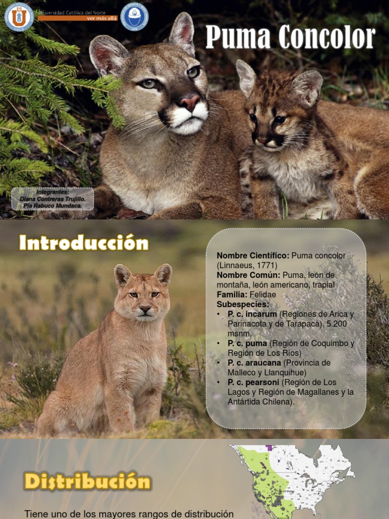 Puma Concolor | Puma | Organismos