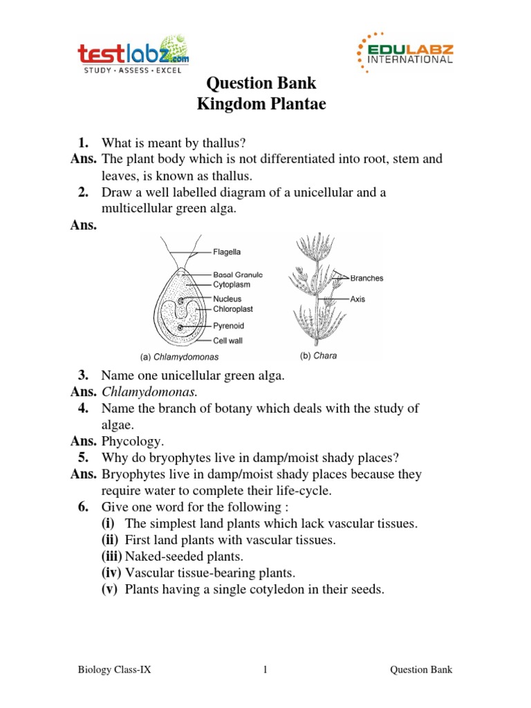 Kingdom Plantae Diagram