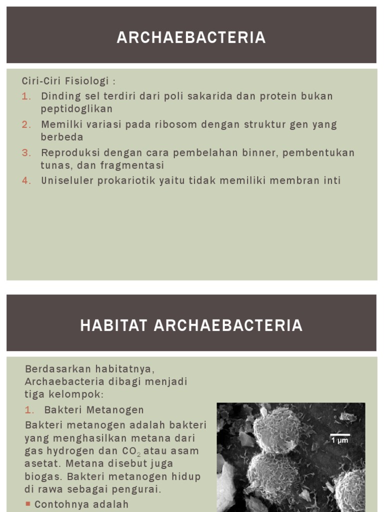 Archaebacteria | PDF