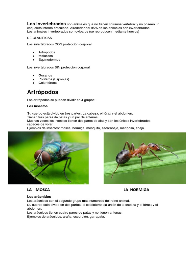 Los Invertebrados Son Animales Que No Tienen Columna Vertebral y No ...