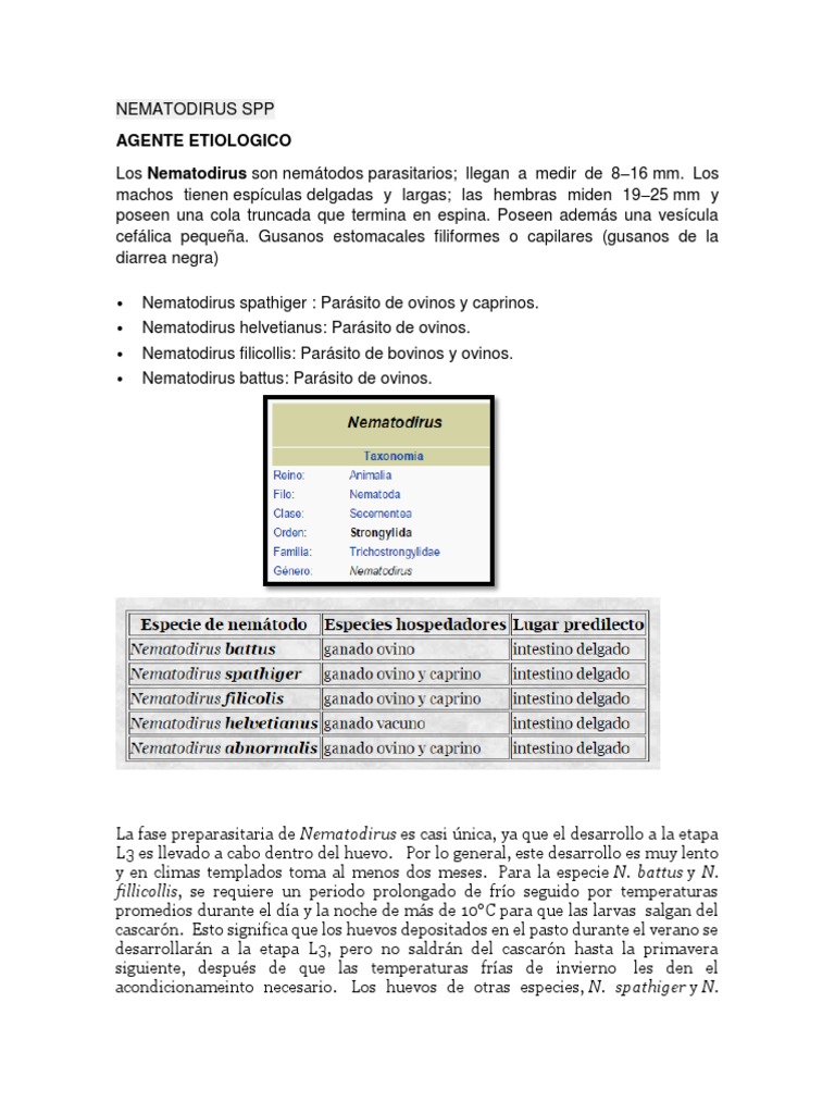 NEMATODIRUS-SPP-word.docx | Nematodo | Enfermedades animales | Prueba ...