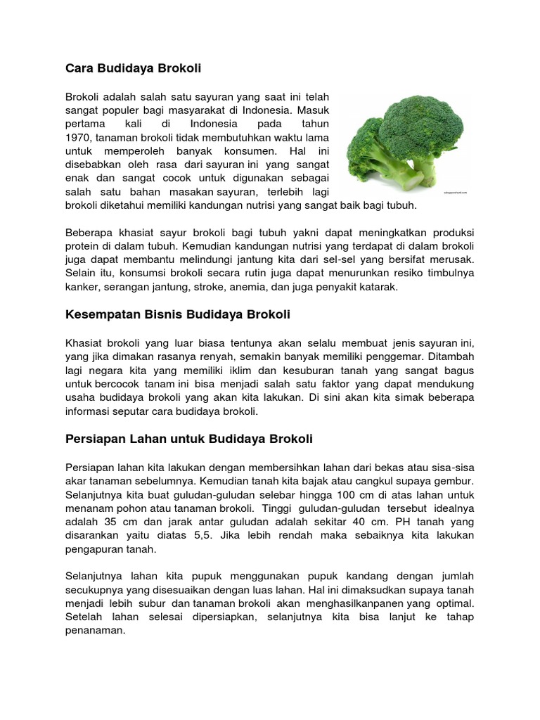 Cara Budidaya Brokoli | PDF