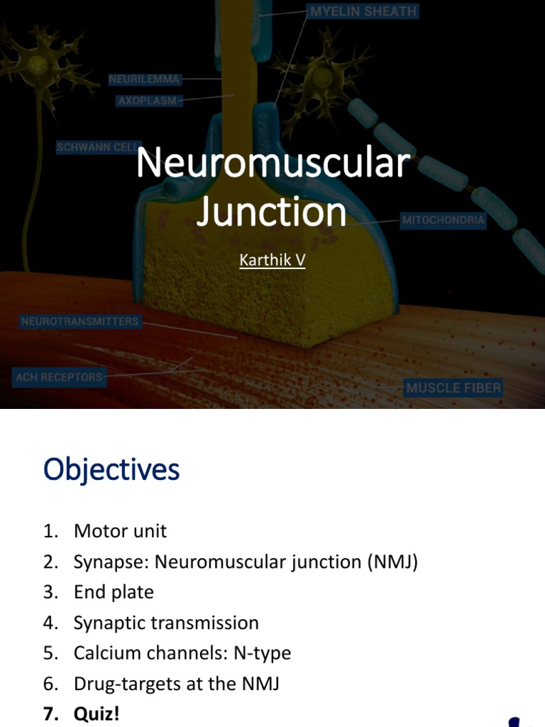 The Neuromuscular Junction | PDF