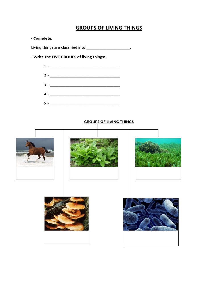 Groups of Living Things | PDF | Fungus | Vertebrates