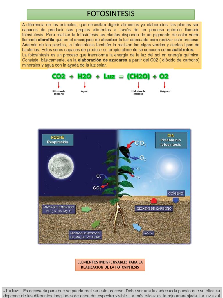 Fotosintesis Grado 7 | PDF | Fotosíntesis | Clorofila