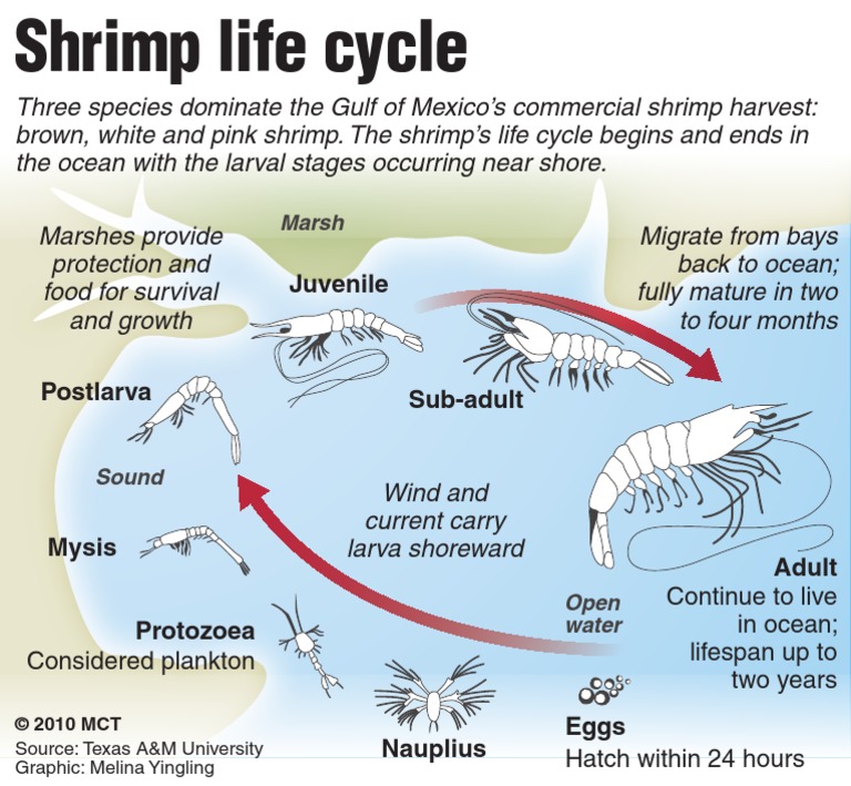Life Cycle of Gulf Shrimp in Relation to Oil Spill