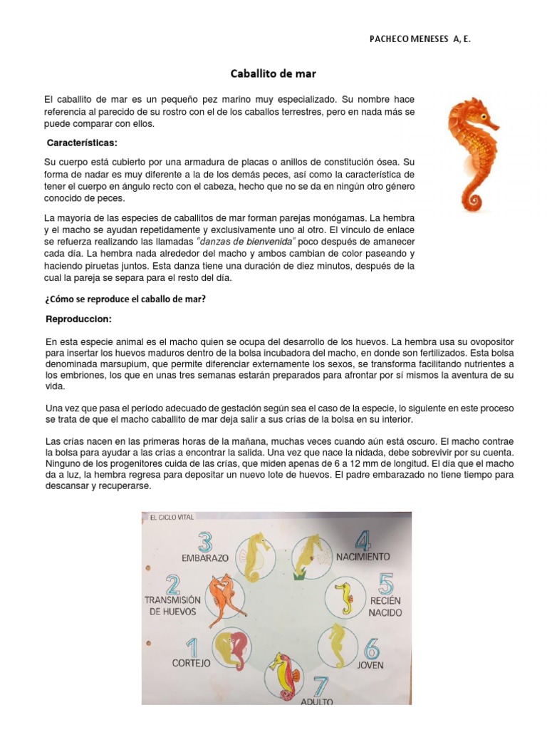 Ciclo de vida del caballito de mar | PDF | Naturaleza