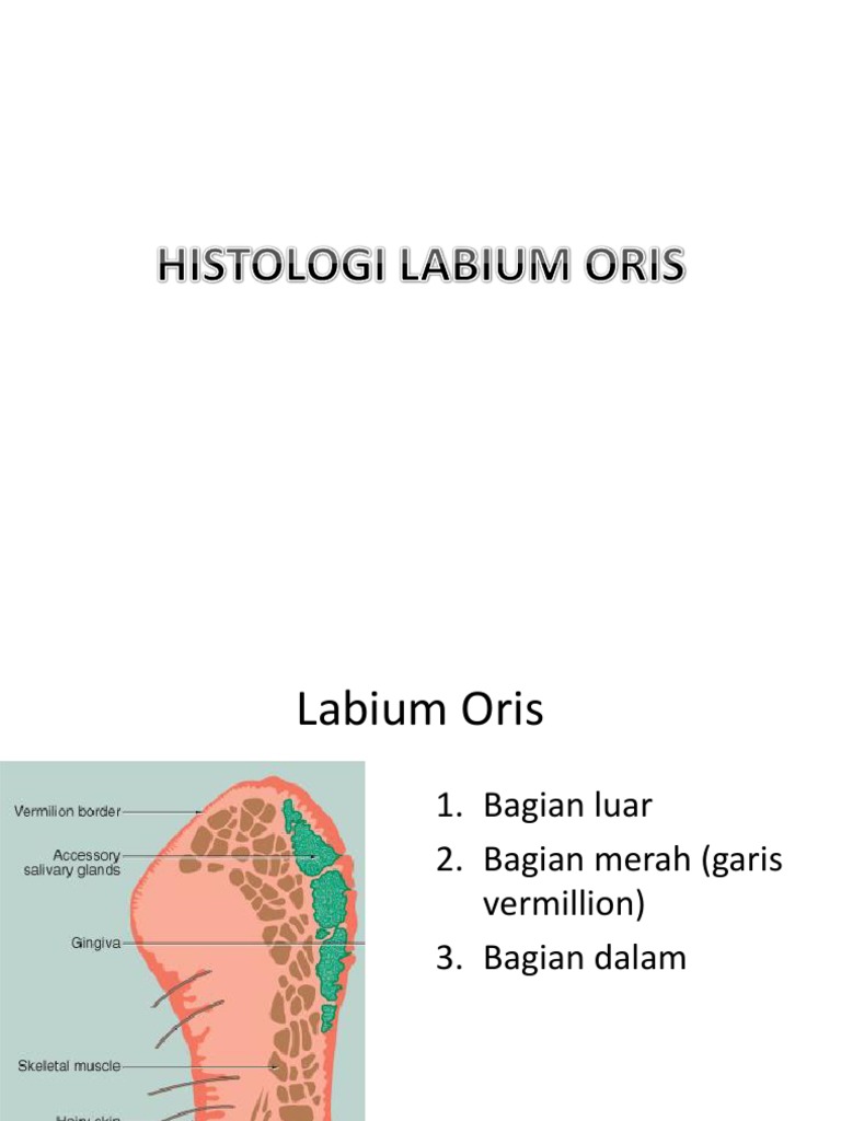 Struktur Anatomi Labium Oris dan Mukosa Mulut | PDF